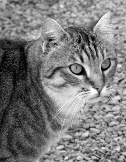 Le Noir et Blanc - Page 2